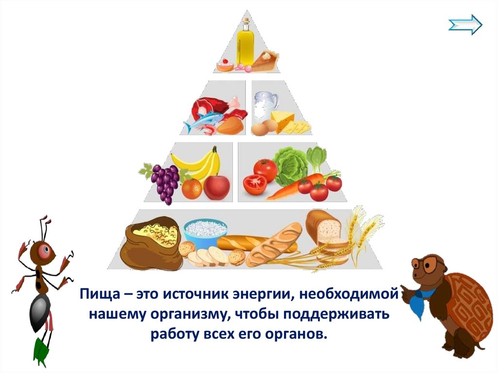 Презентация по окружающему миру наше питание и пищеварительная система