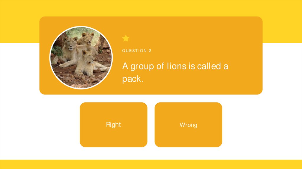 Which animal can sleep for up to 3 years - презентация онлайн