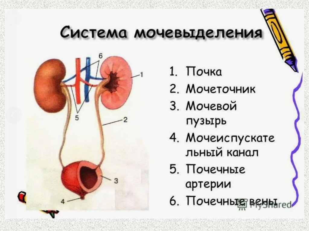Мочевыделительная система человека презентация онлайн