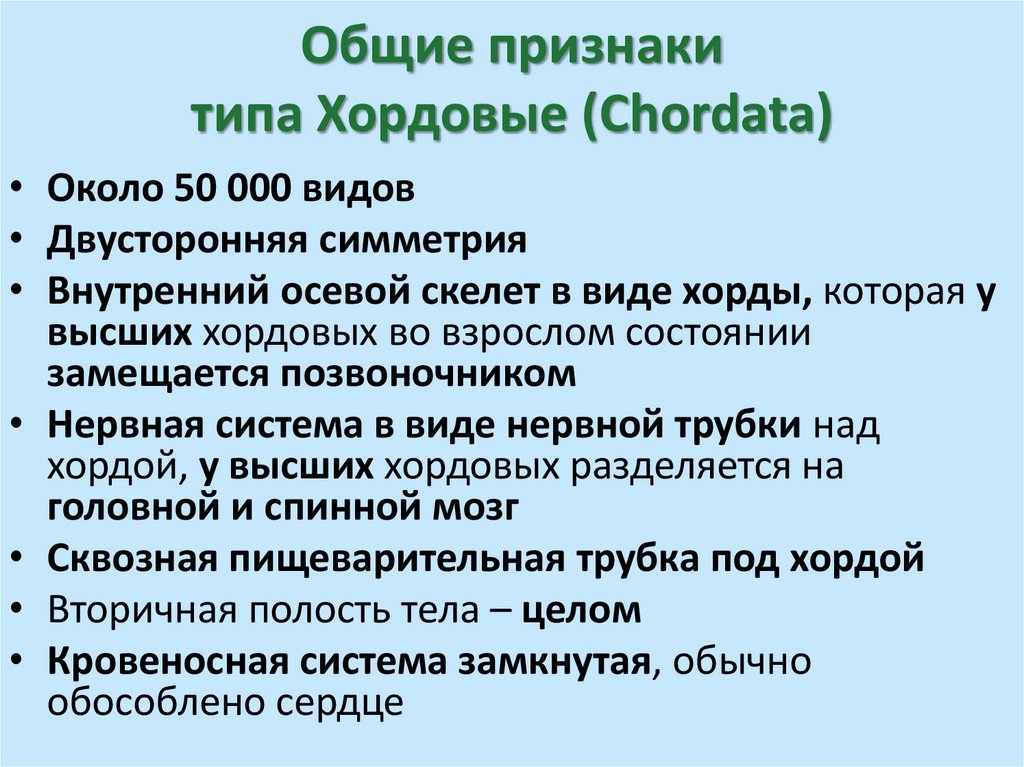 706 ХордовыеЛанцетник - презентация онлайн