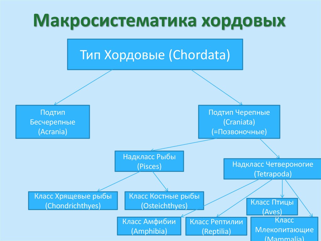 706 ХордовыеЛанцетник - презентация онлайн