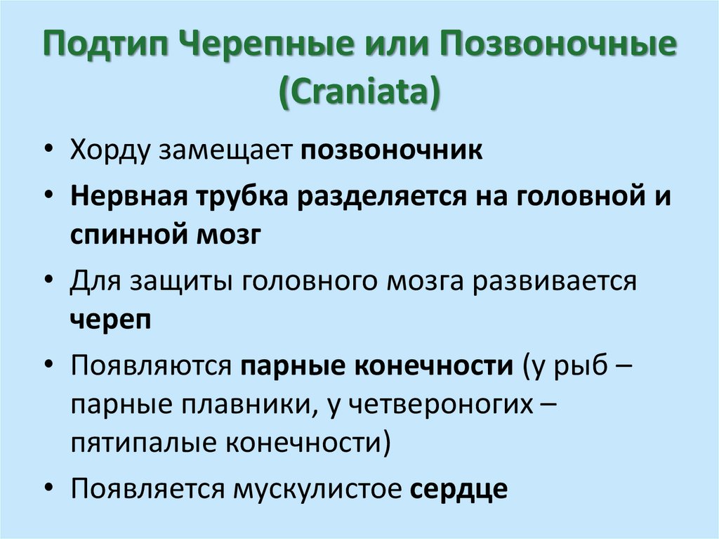 706 ХордовыеЛанцетник - презентация онлайн
