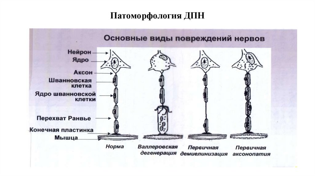 СД ДПН - online presentation