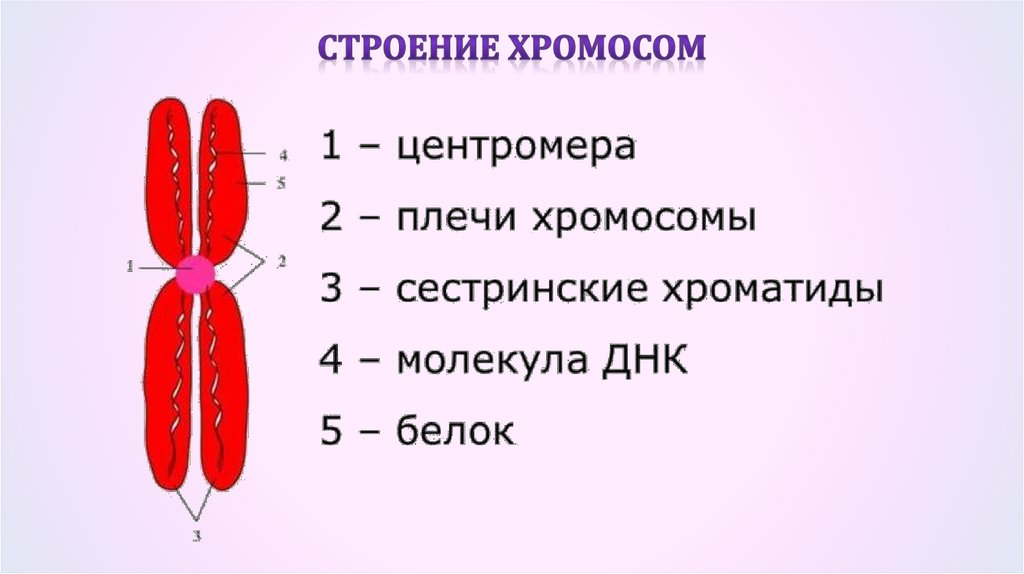 Khromosomy Kletki 1 презентация онлайн